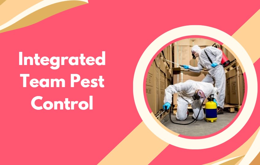 Top 10 Pest Control Companies in Dubai - Say Goodbye to Pests- UAE ...
